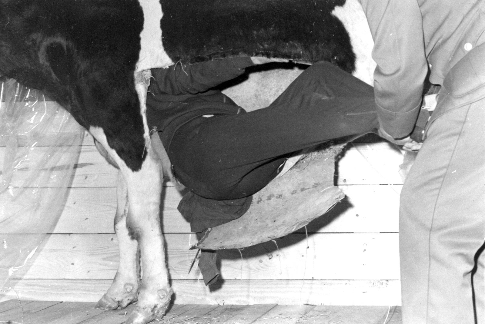 Gescheiterte Flucht in einer „trojanischen Kuh", 7. Juli 1969 | Chronik ...