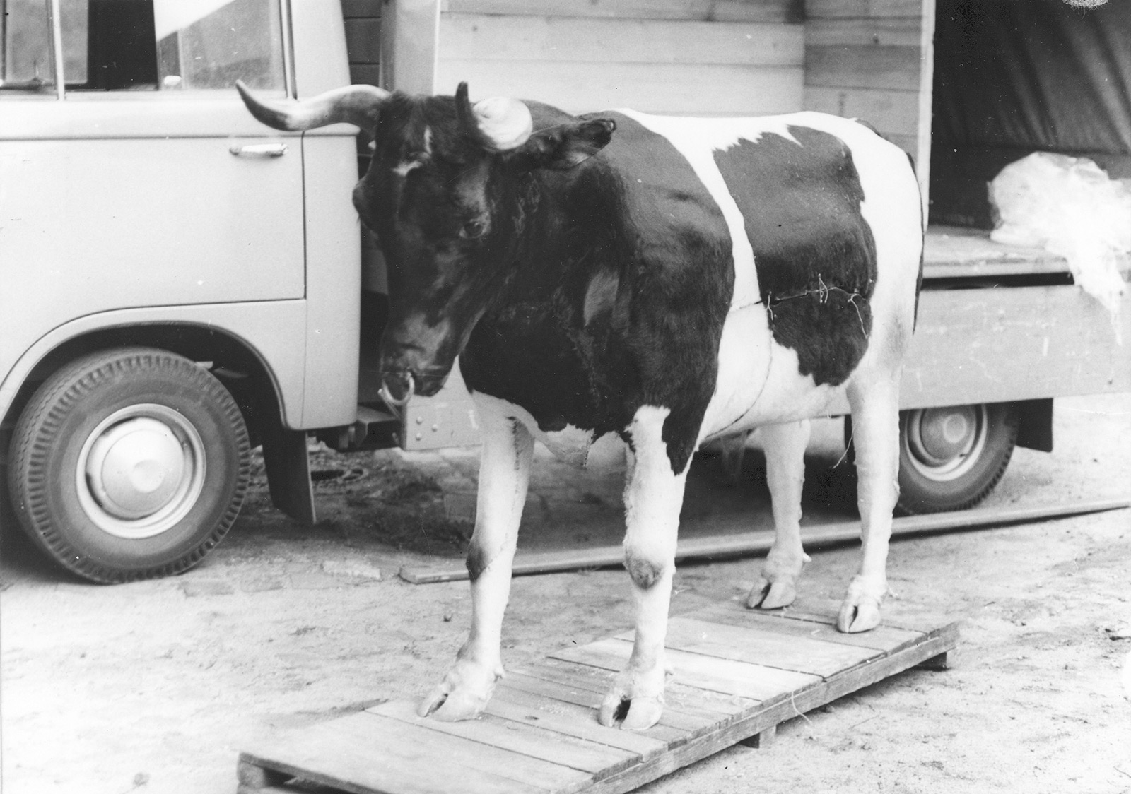 Gescheiterte Flucht in einer „trojanischen Kuh", 7. Juli 1969 | Chronik ...